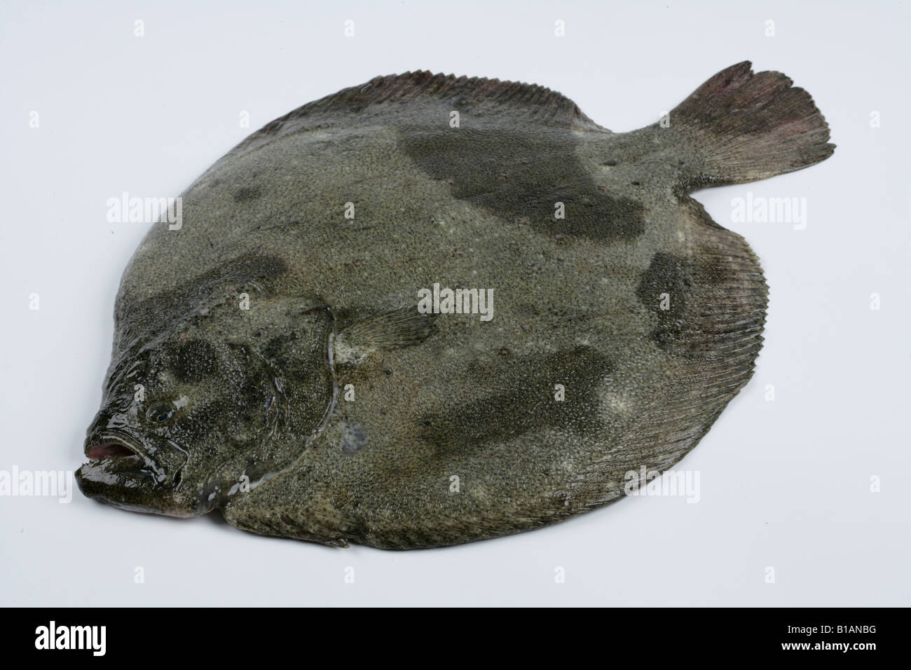Turbots hi-res stock photography and images - Alamy