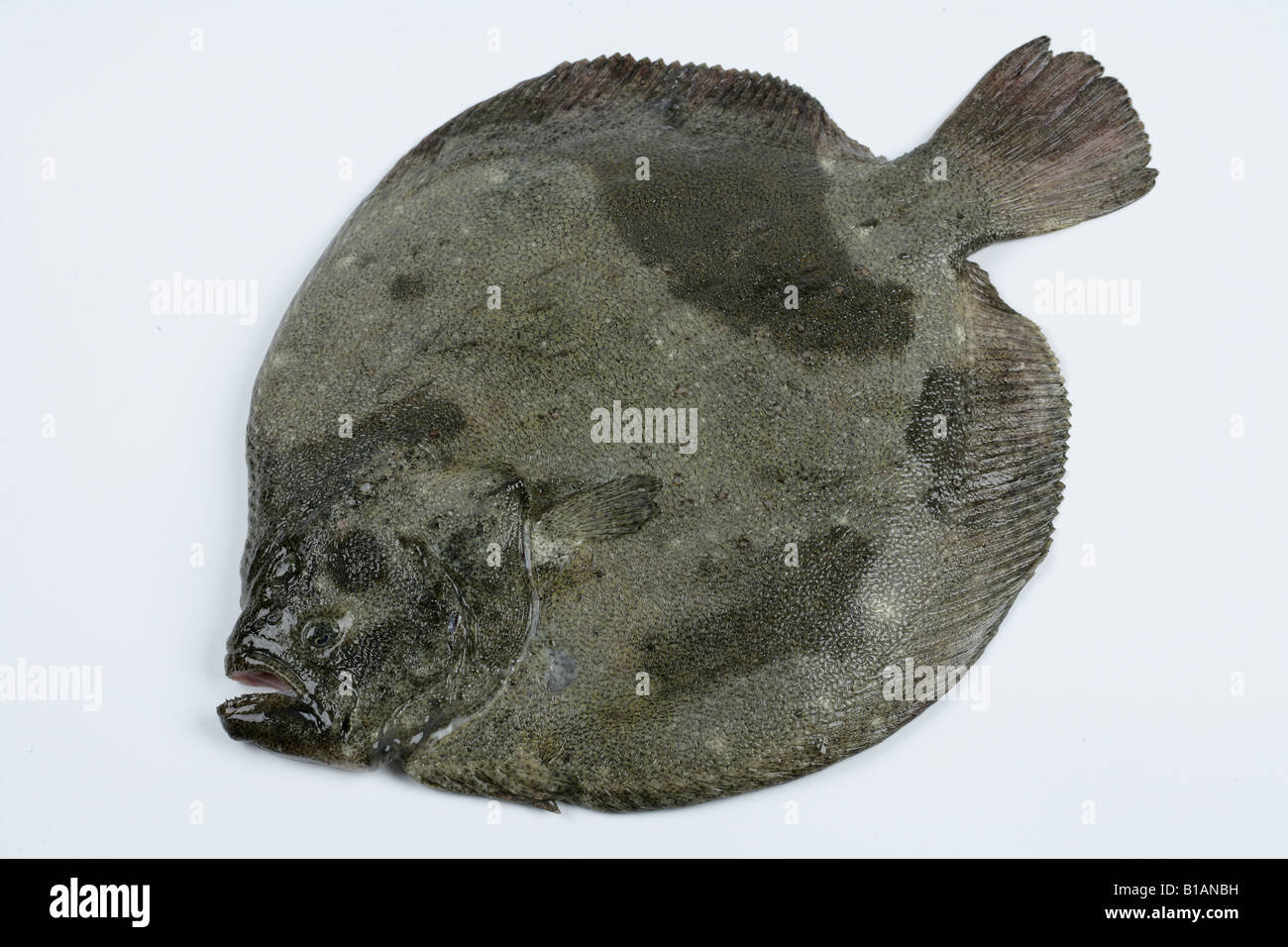 Turbots hi-res stock photography and images - Alamy