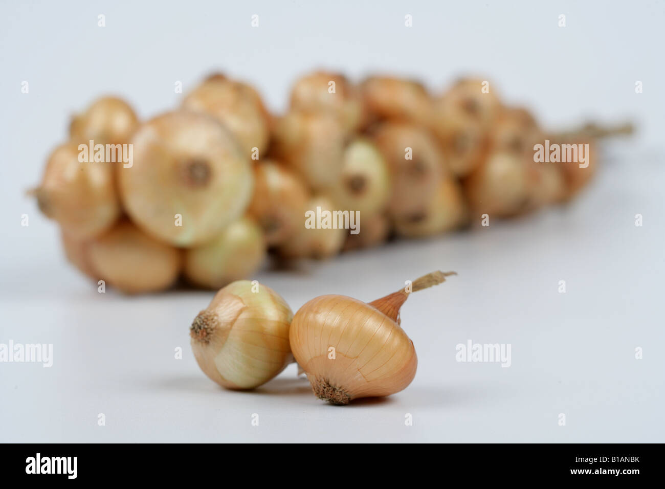 String of French small onions and two of them in front Stock Photo - Alamy