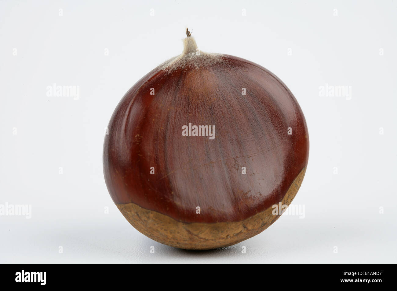 Chestnut on white background Stock Photo - Alamy