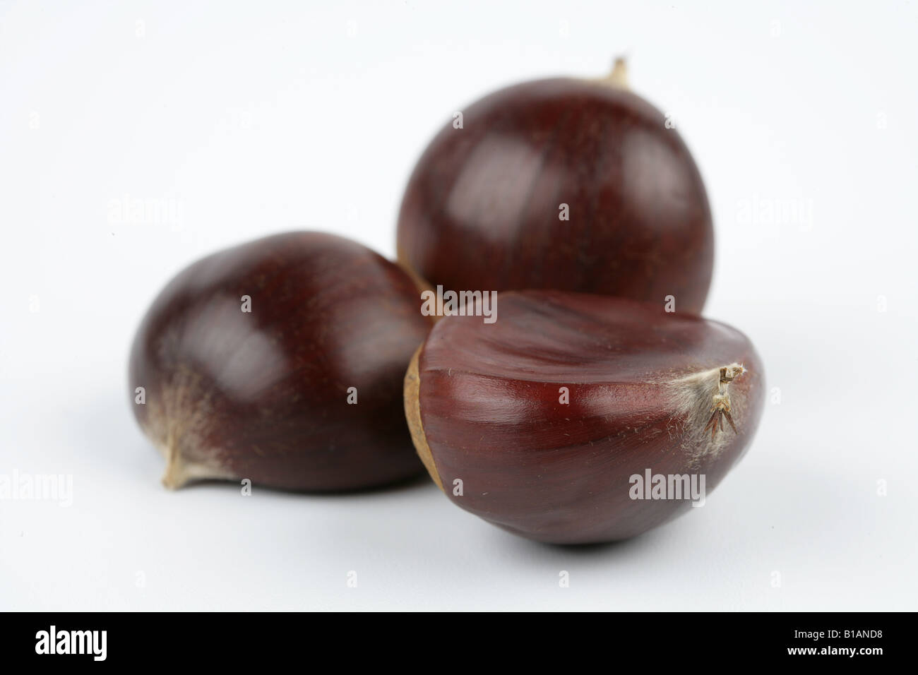 Three chestnuts on white background Stock Photo - Alamy