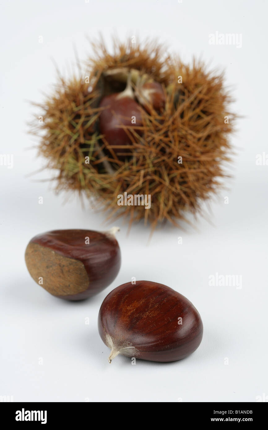 Two chestnuts and more chestnuts with the shell Stock Photo - Alamy