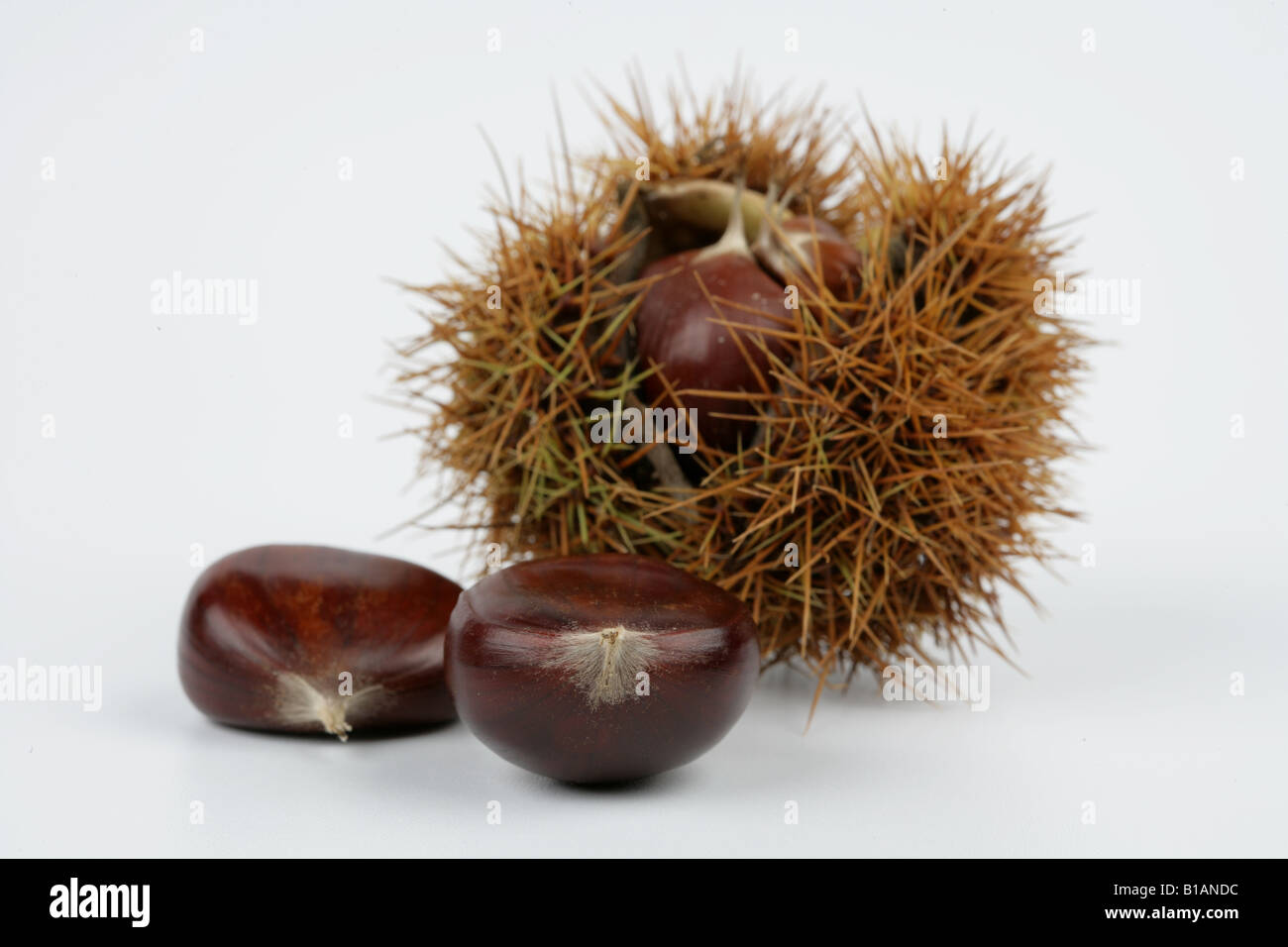 Chestnuts with the shell Stock Photo - Alamy
