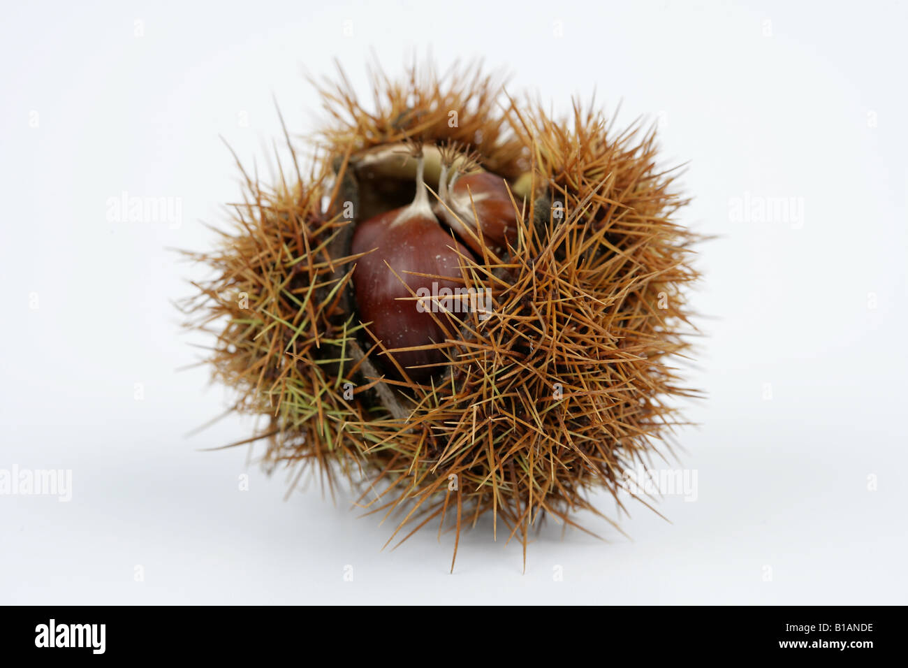 Chestnuts with the shell Stock Photo - Alamy