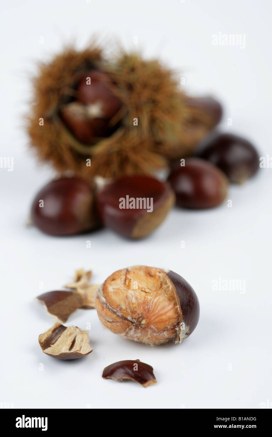 Two chestnuts with more of them beside on white background and several ...