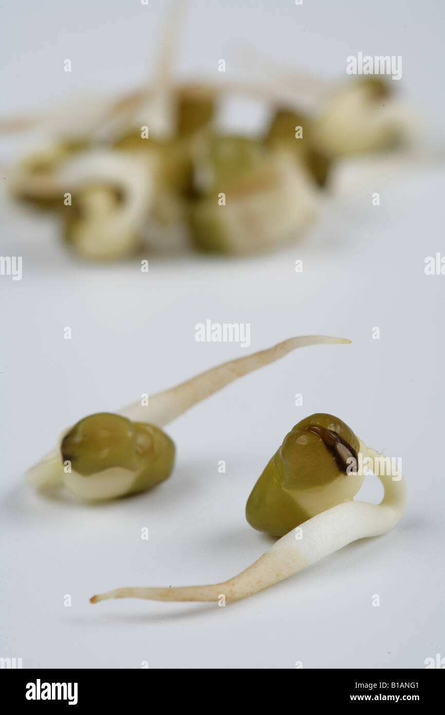 Soya sprouts with a perspective Stock Photo - Alamy
