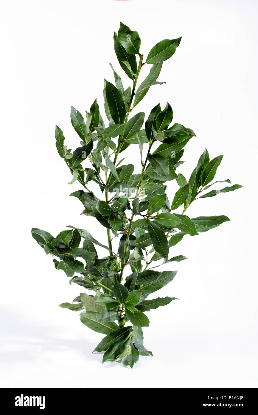 Laurel leaves on branches hi-res stock photography and images - Alamy