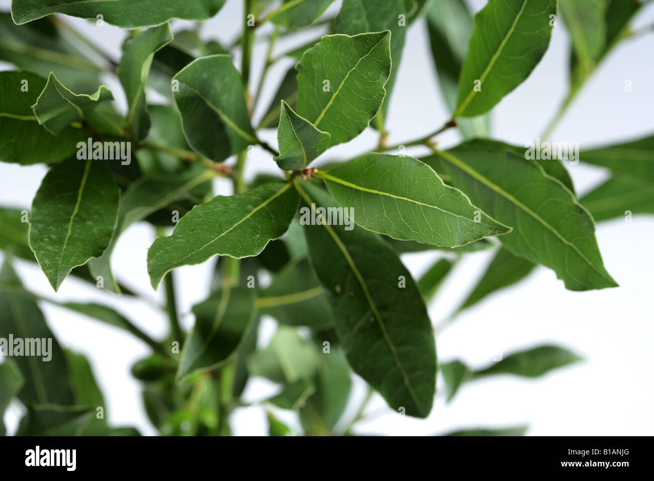 Fresh bay leaves Stock Photo - Alamy