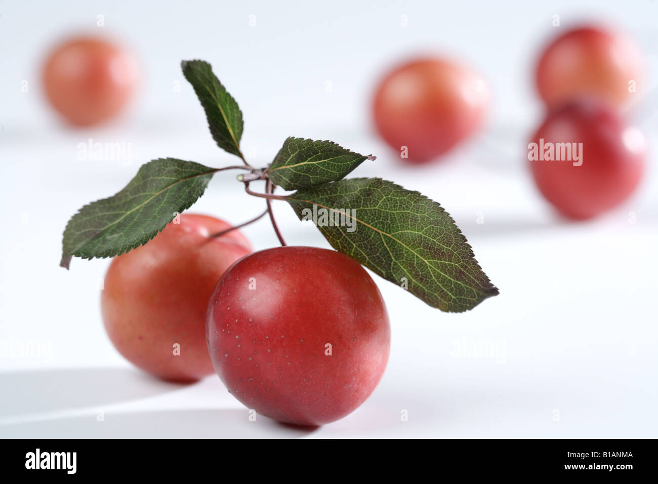 Two plums and more of them in the background Stock Photo - Alamy