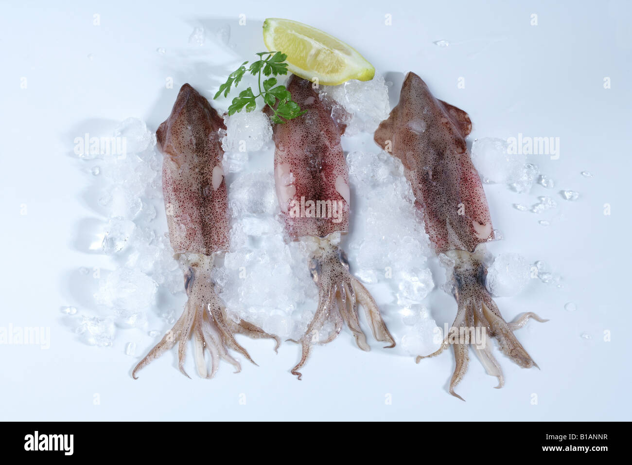 Three fresh baby squids lined up on chopped ice, lemon and parsley ...