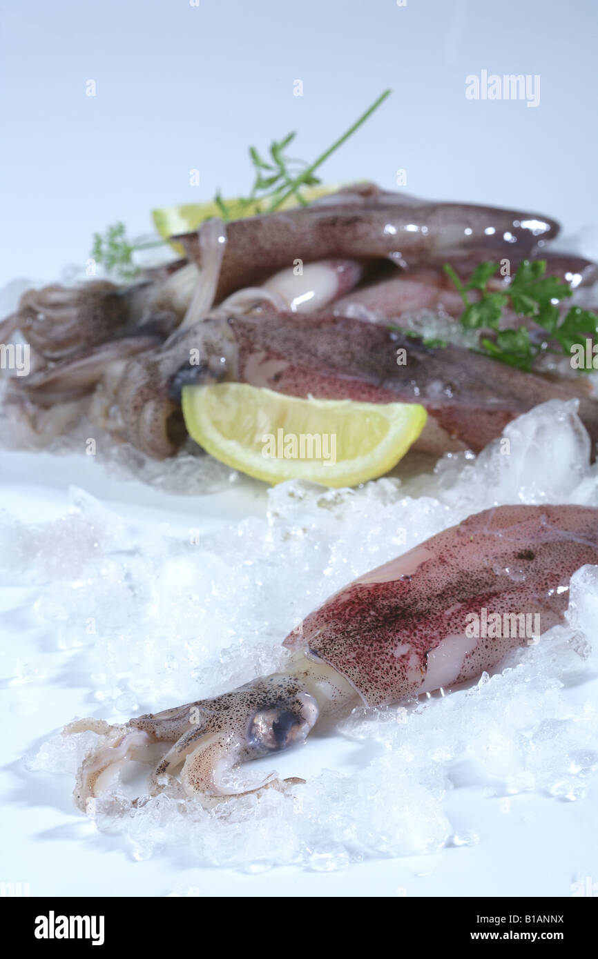 Baby Squids High Resolution Stock Photography and Images - Alamy