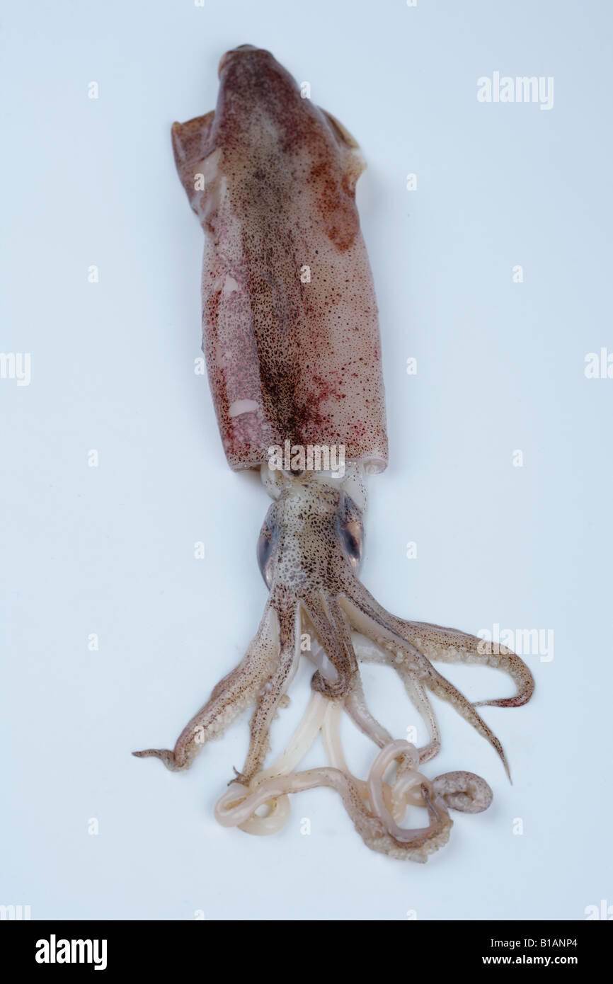Fresh baby squid Stock Photo - Alamy