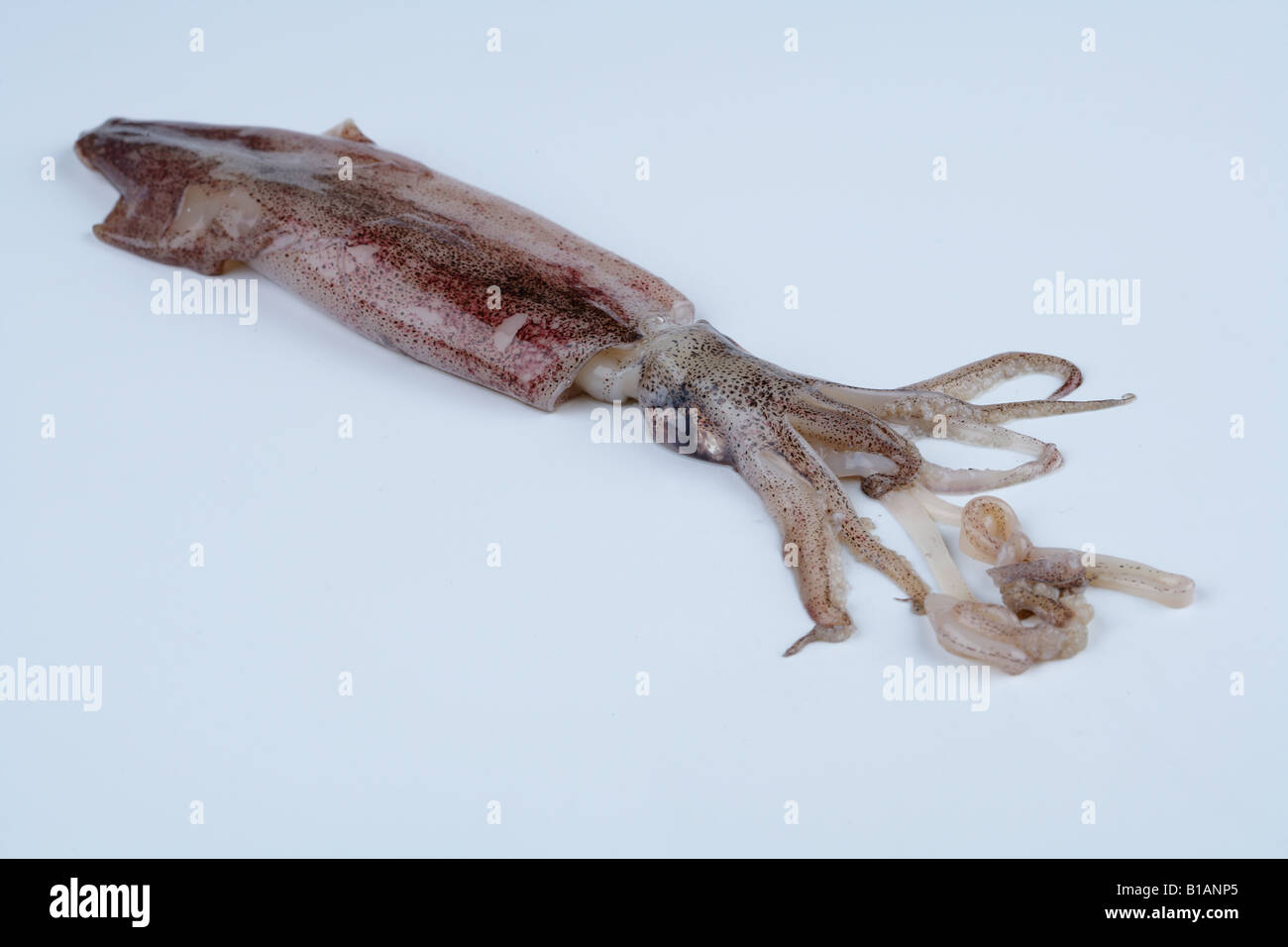 Fresh baby squid Stock Photo - Alamy