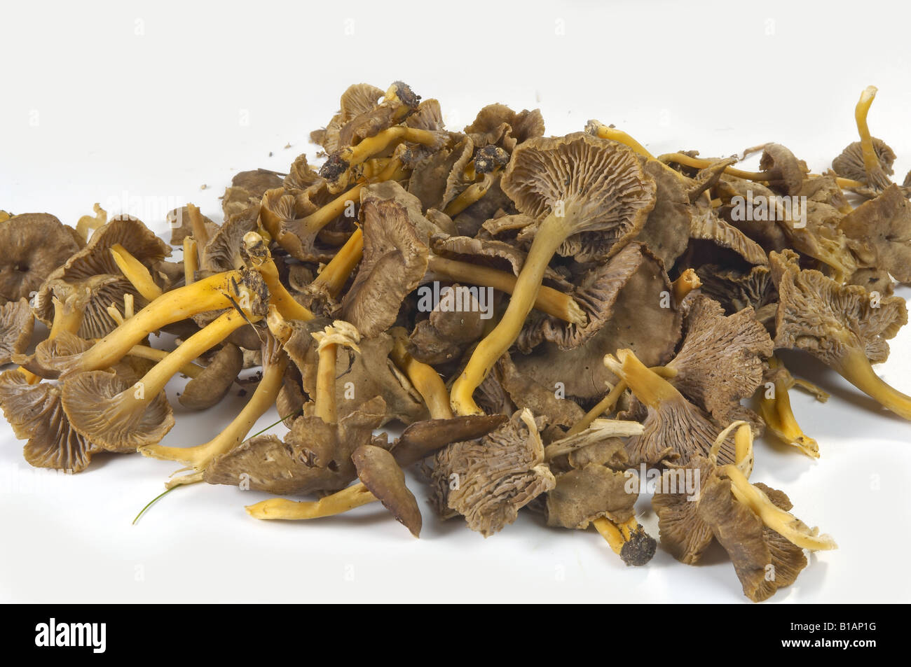 Cantharellus lutescens hi-res stock photography and images - Alamy