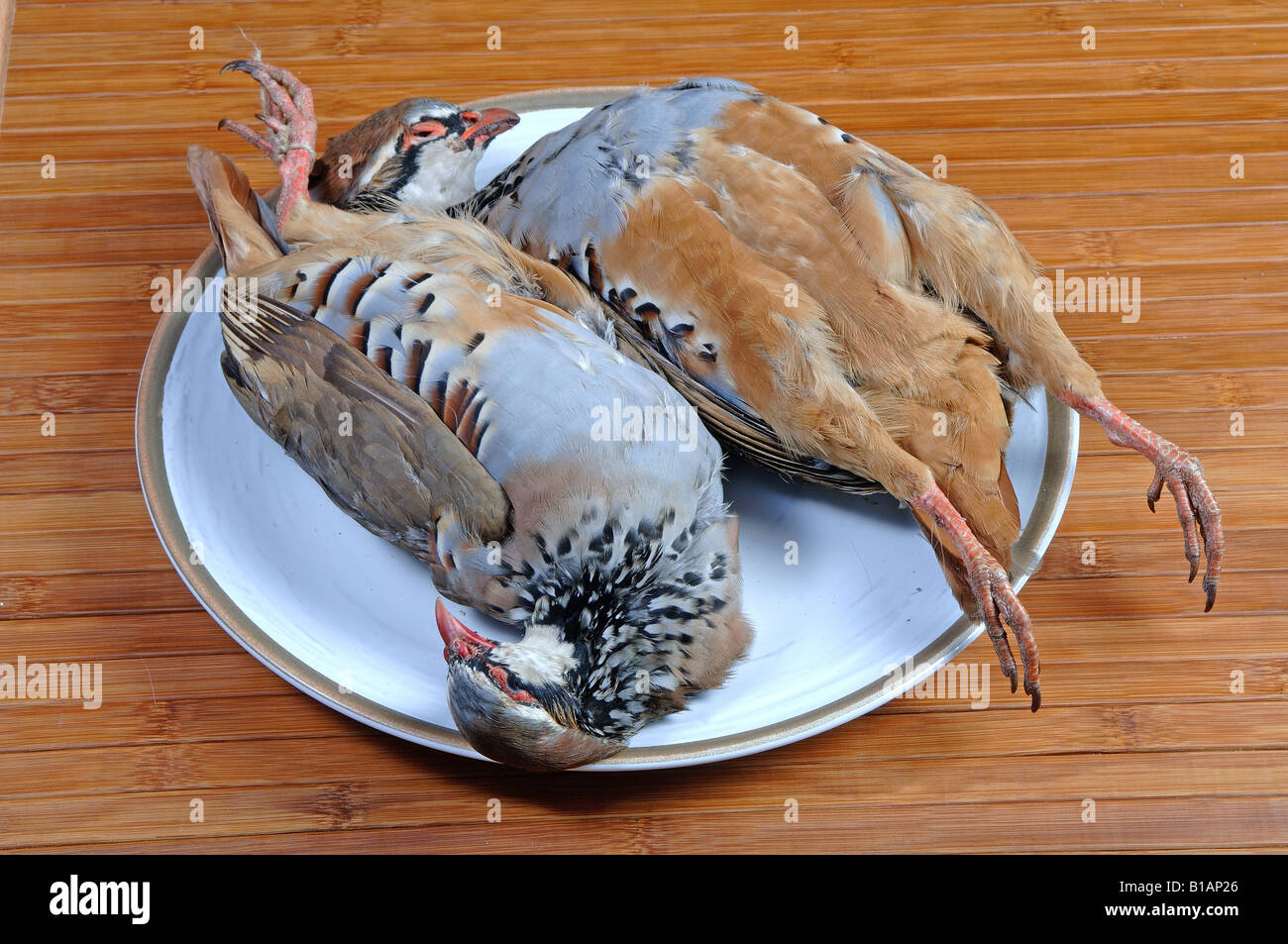 White partridge hi-res stock photography and images - Alamy
