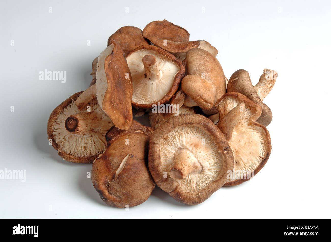 Fresh shiitake mushroom Stock Photo - Alamy