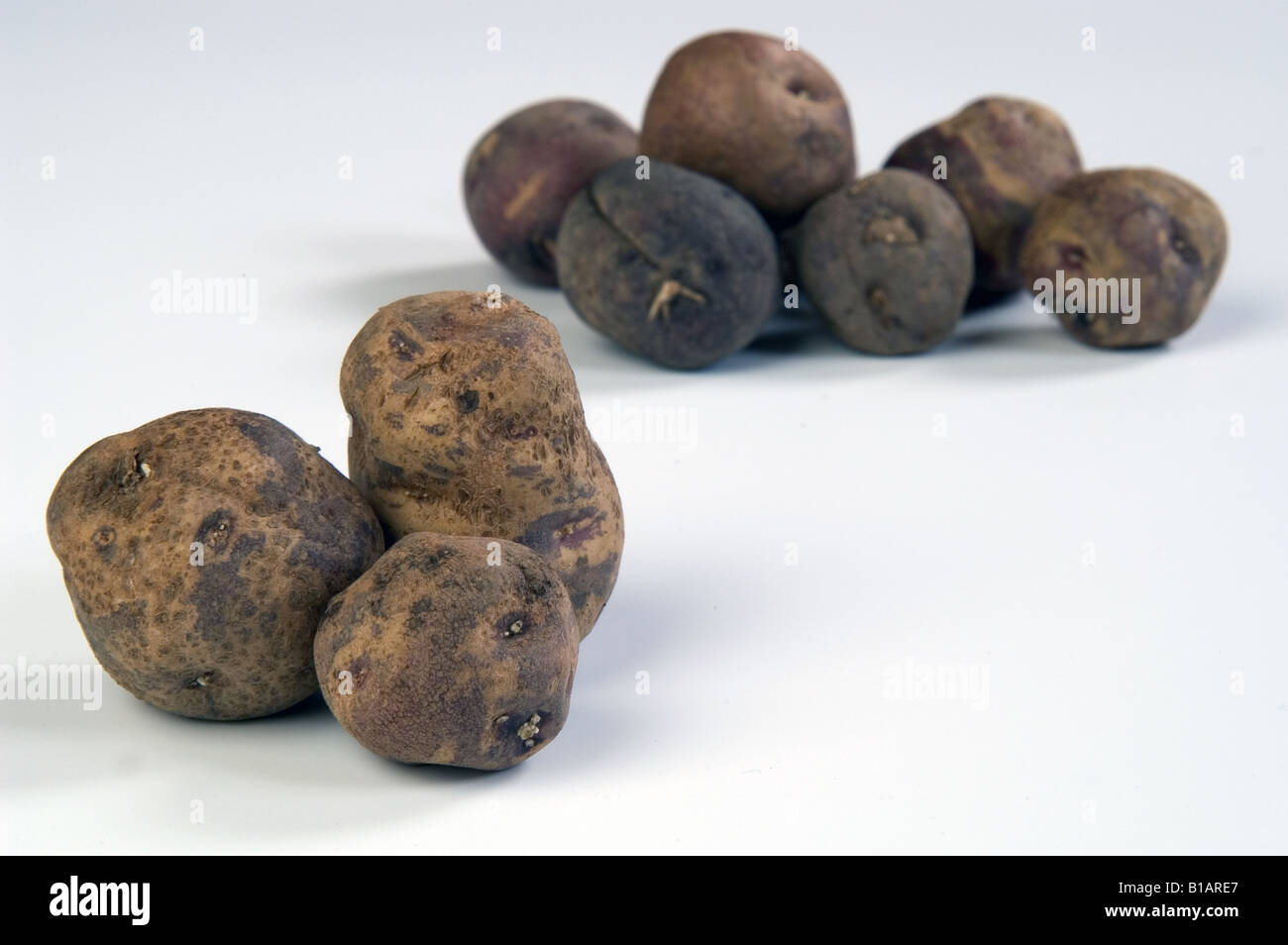 Black potatoes from the Canaries Stock Photo - Alamy