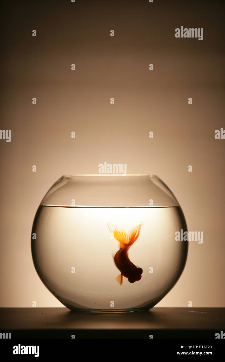 golden fish in bowl Stock Photo - Alamy