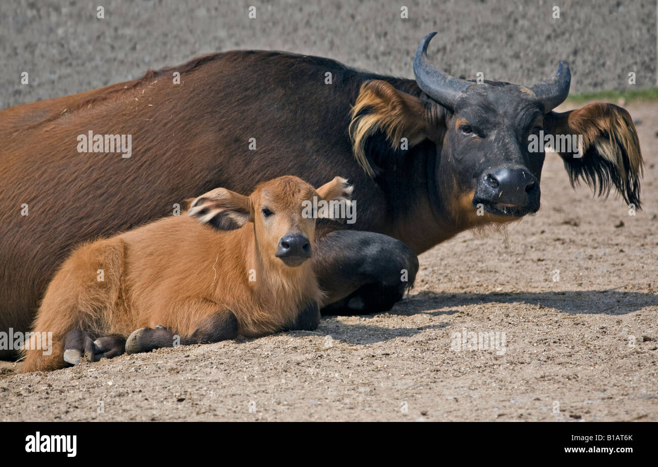 Congo buffalo hi-res stock photography and images - Alamy