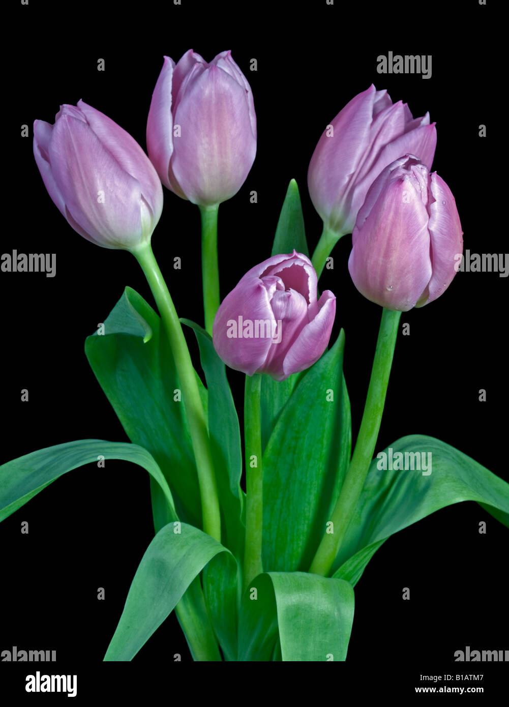 Krys group hi-res stock photography and images - Alamy