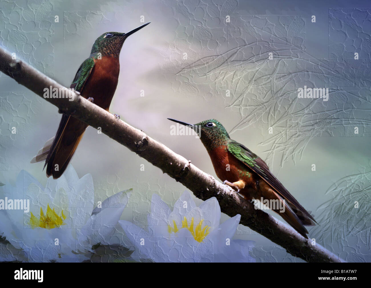 Hummingbird lily hi-res stock photography and images - Alamy