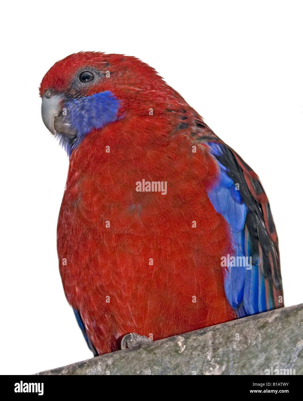 Australian birds crimson rosella hi-res stock photography and images ...