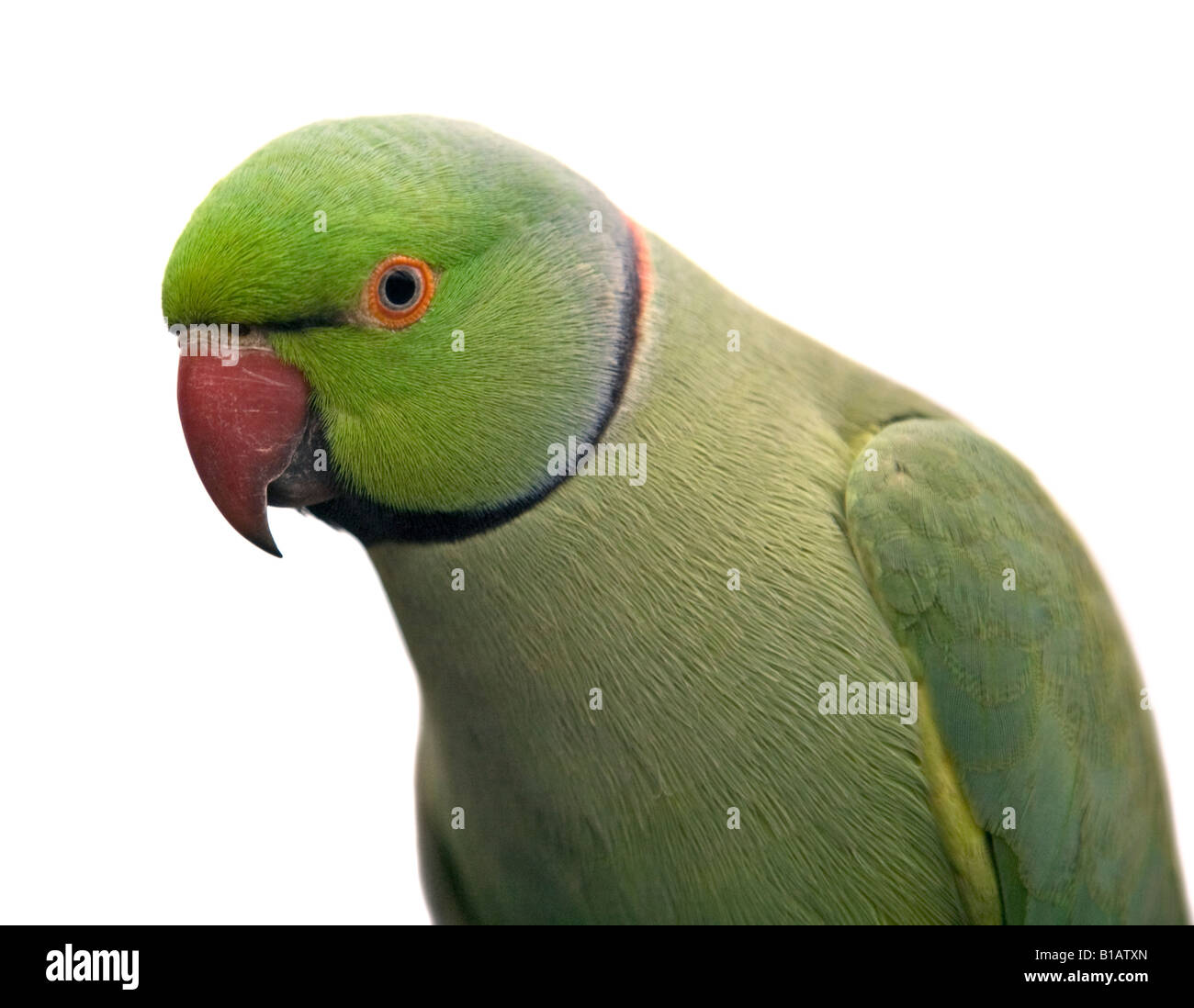 Ring necked parakeet hi-res stock photography and images - Alamy