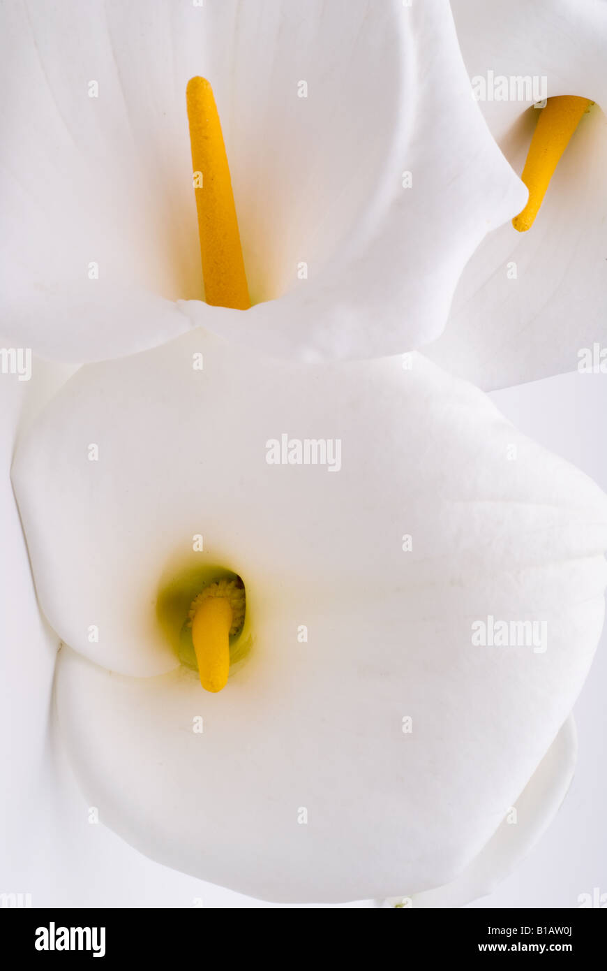 Three Arum Calla lilies close up white background Stock Photo - Alamy