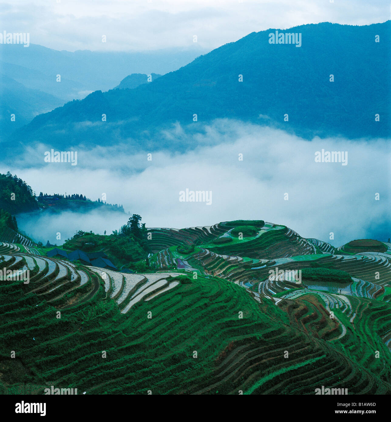 terrace at Longsheng,Guangxi,China Stock Photo - Alamy
