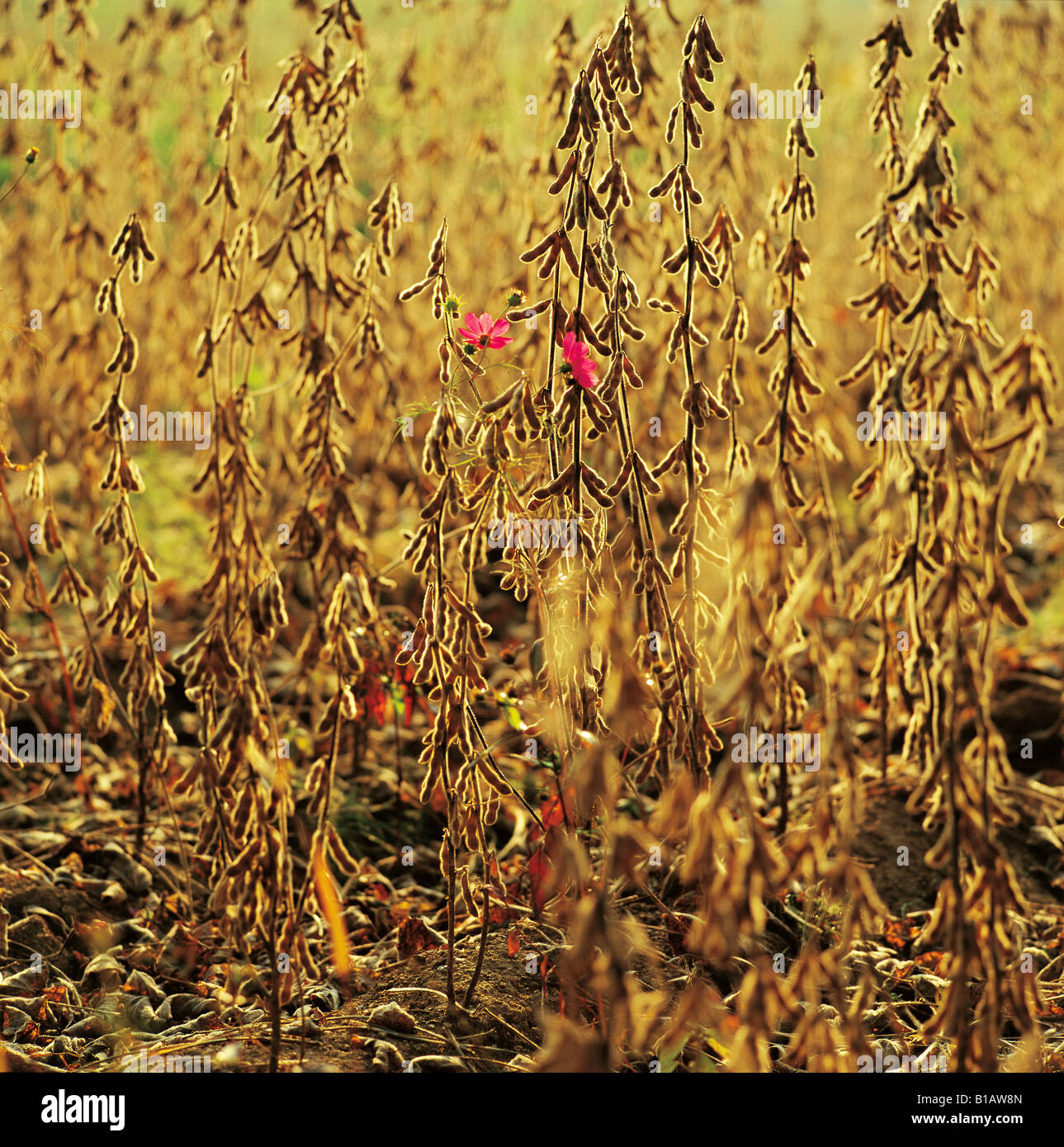 soybean from northeast of China Stock Photo - Alamy