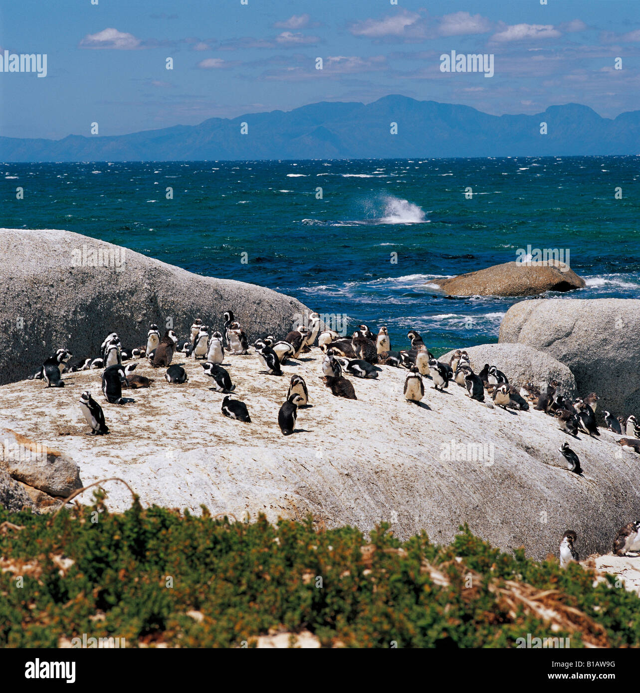 Penguin Island,South Africa Stock Photo - Alamy