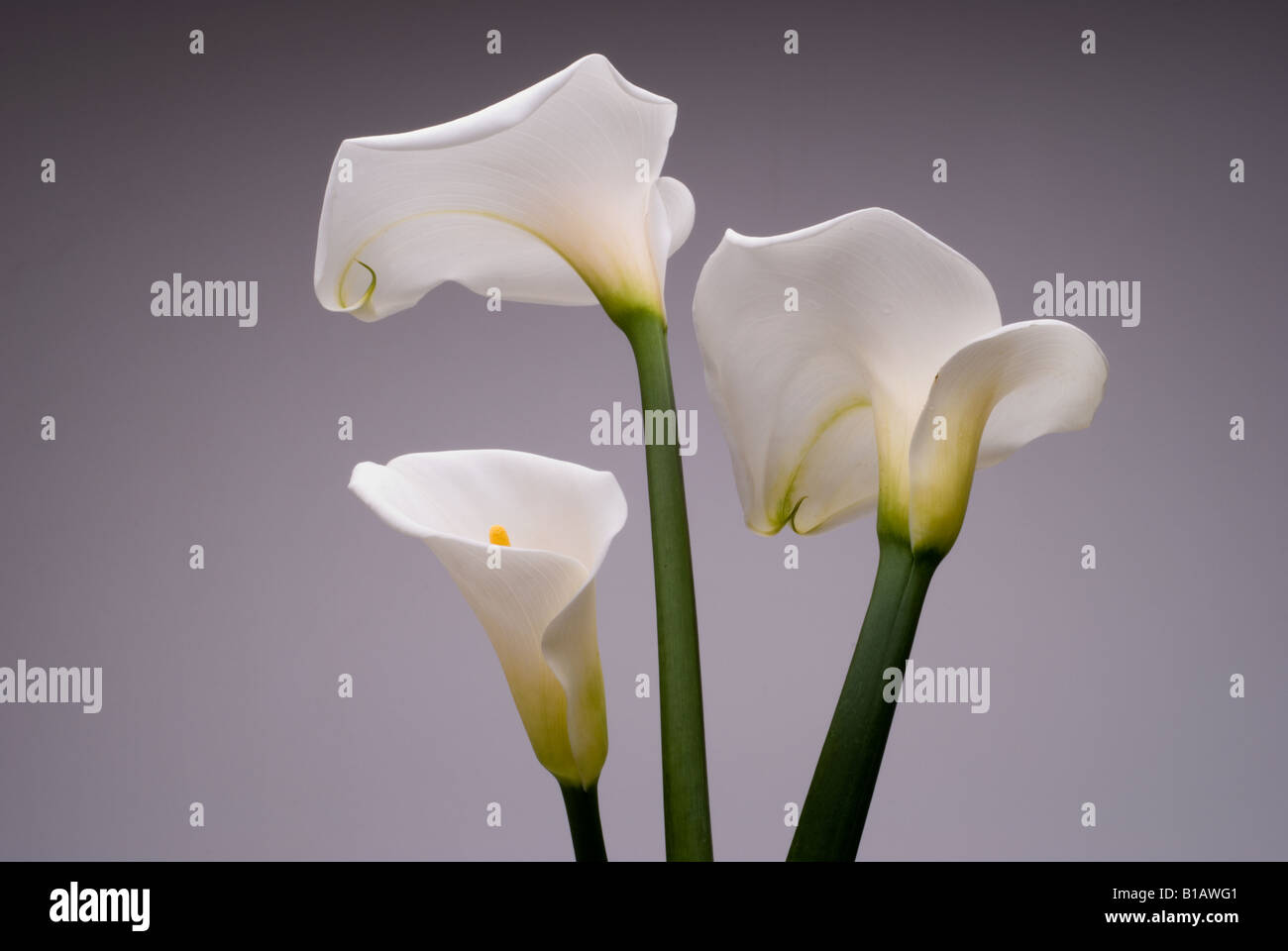 Three Calla Arum lilies Stock Photo - Alamy