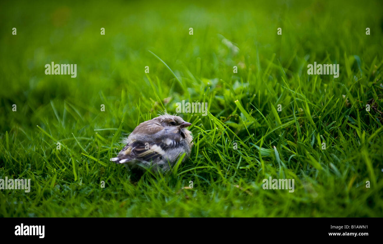 Chafffinch Fledgling In Grass - Fringilla coelebs Stock Photo - Alamy