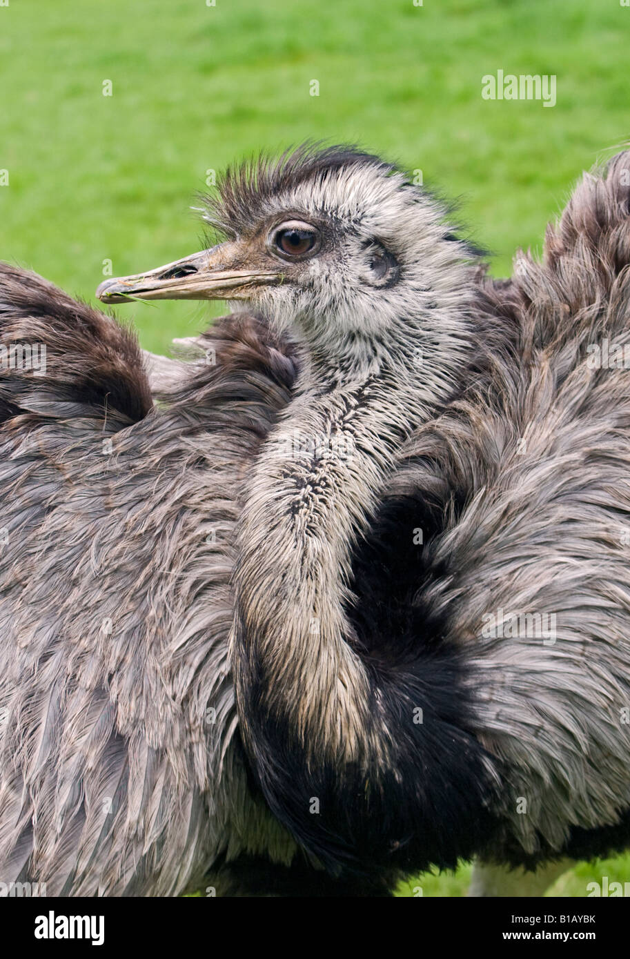 Greater rhea displaying hi-res stock photography and images - Alamy