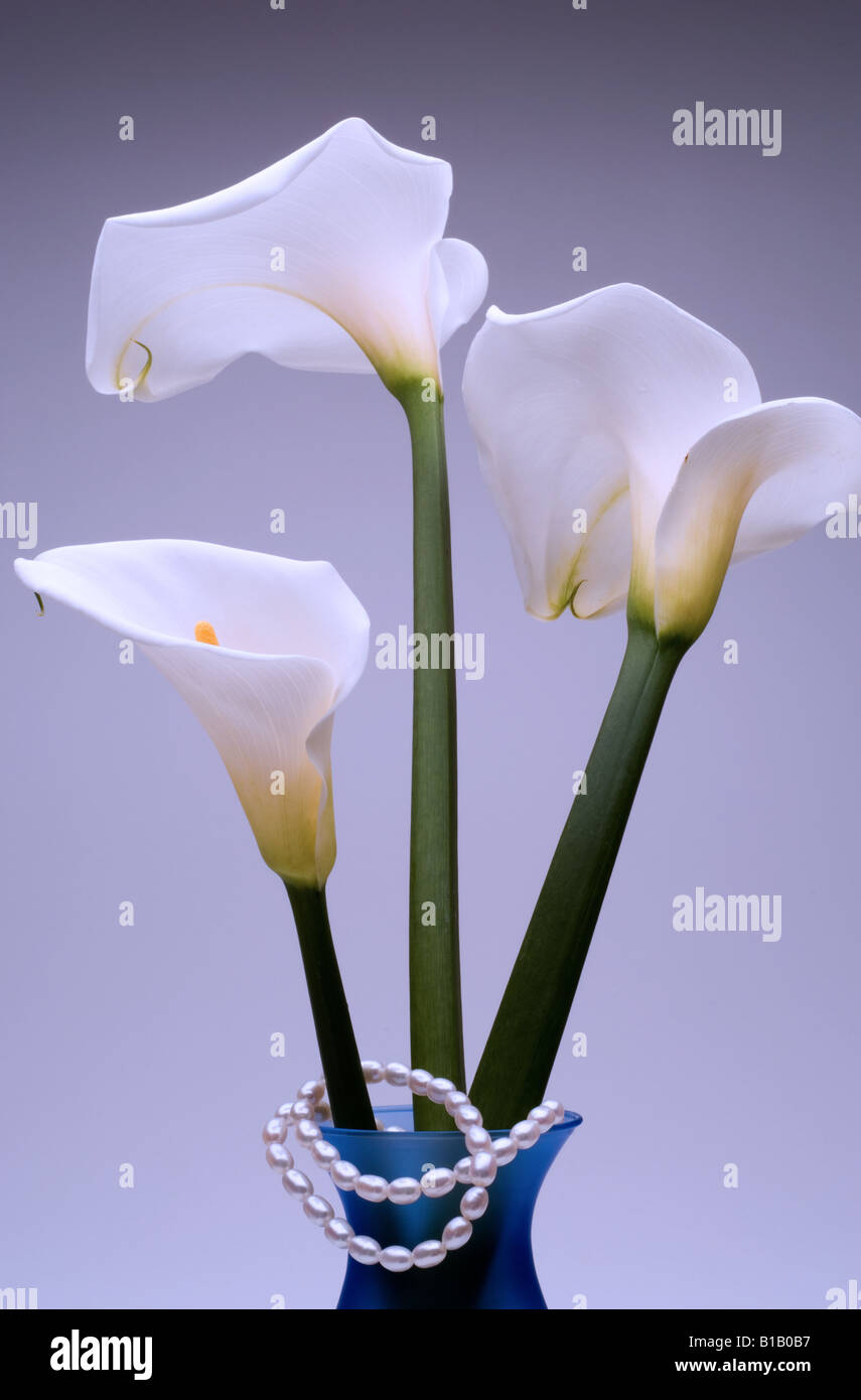 Three calla lilies in vase with pearls Stock Photo - Alamy