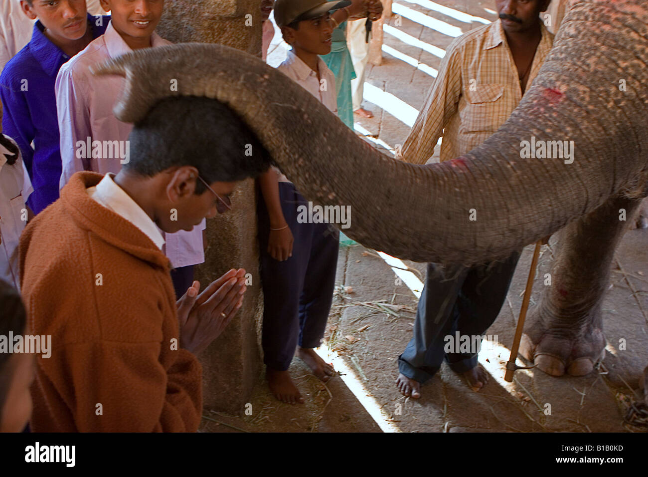 India, elephant´s trunk on man´s head Stock Photo - Alamy
