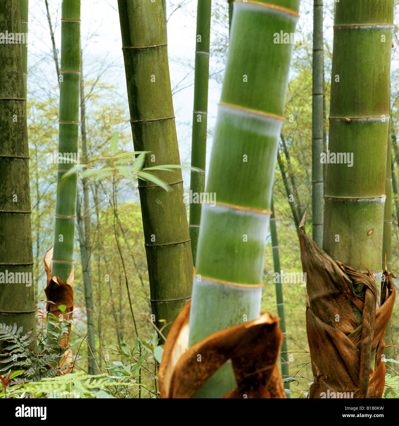 Trunks of bamboos hi-res stock photography and images - Alamy