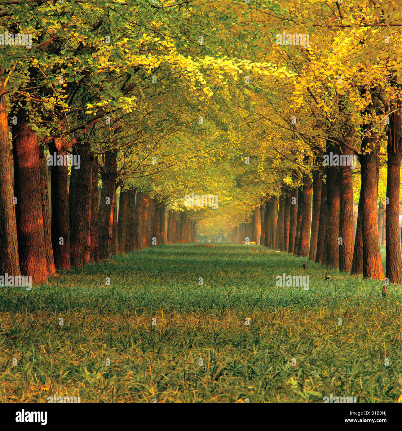 lawn and avenue,Beijing,China Stock Photo - Alamy