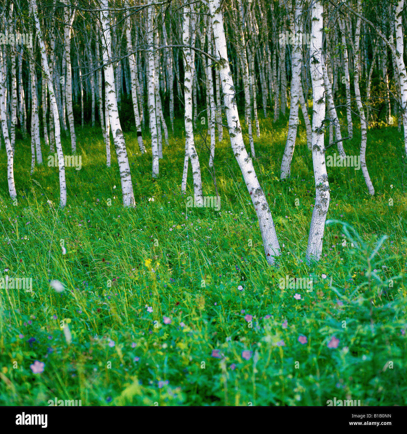 grassland and forest,Bashang,China Stock Photo - Alamy