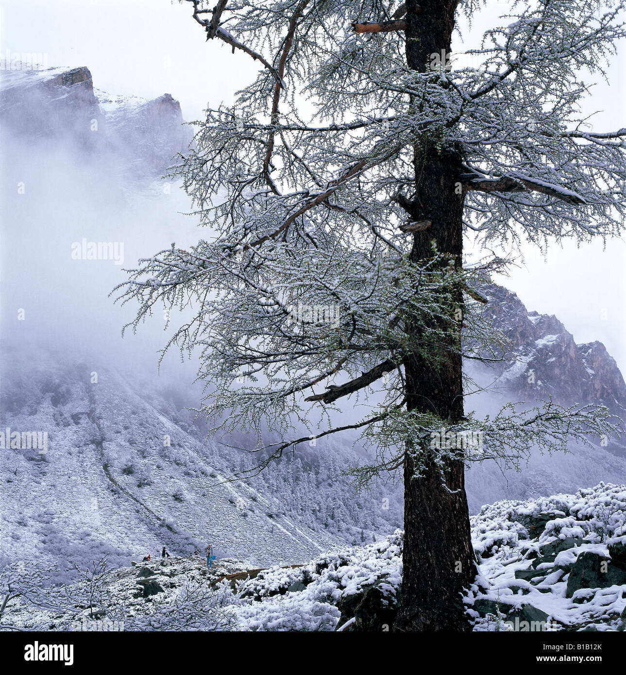 tree in snow,Yading,Sichuan,China Stock Photo - Alamy