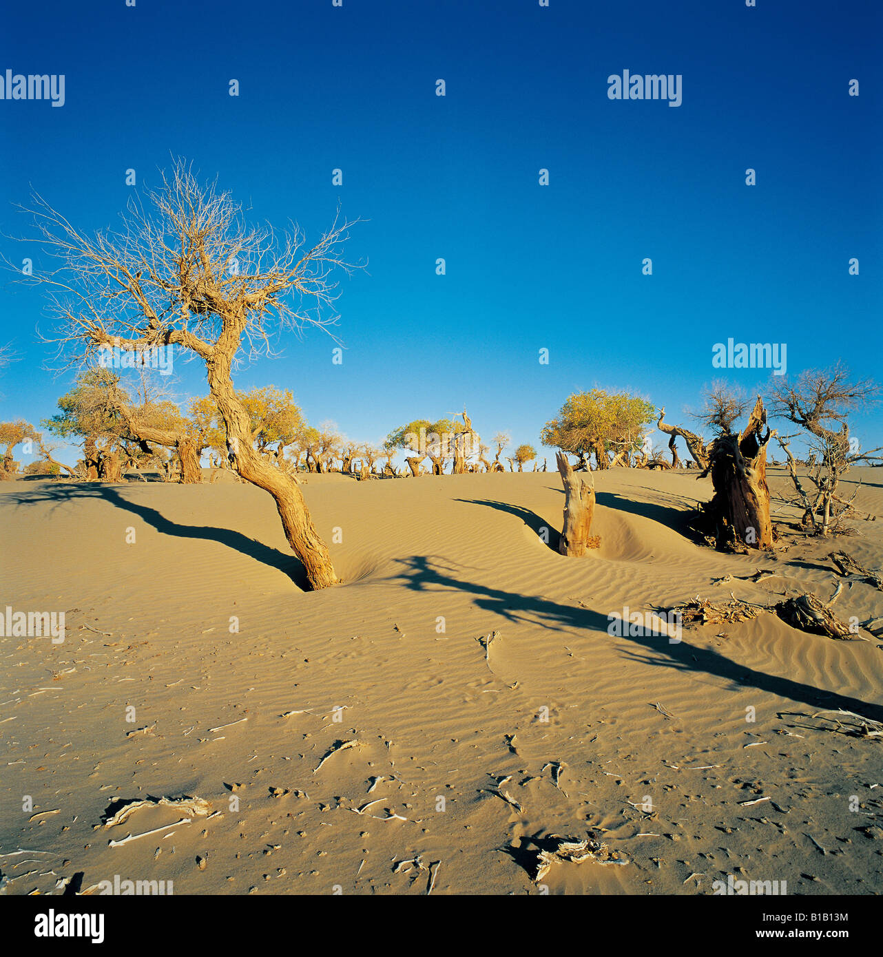 trees in desert at Heicheng,Inner Mongolia,China Stock Photo - Alamy