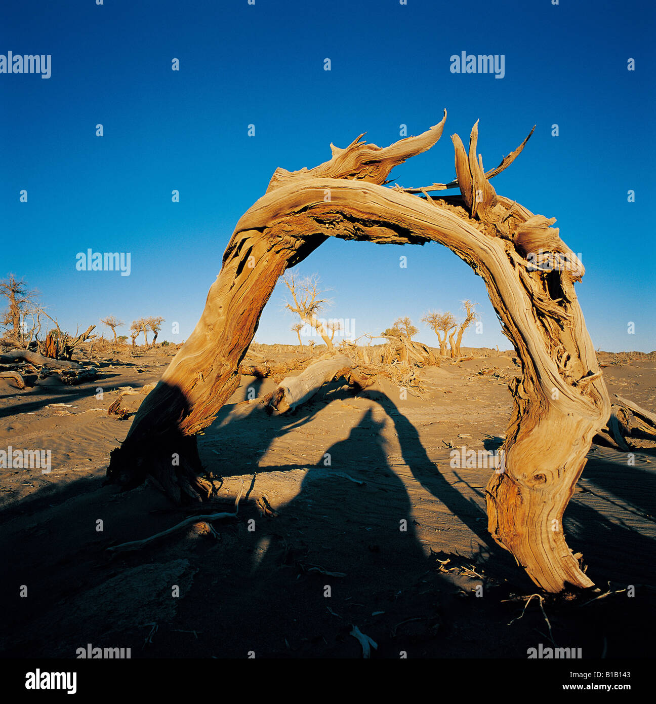 trees in desert,Inner Mongolia,China Stock Photo - Alamy