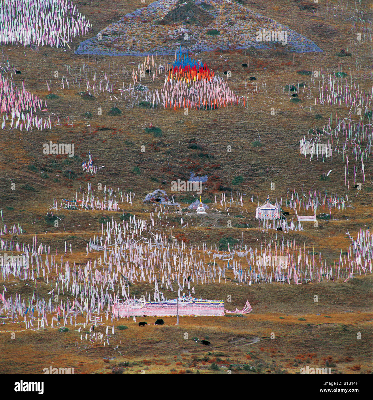 prayer flags on meadow,Sichuan,China Stock Photo - Alamy