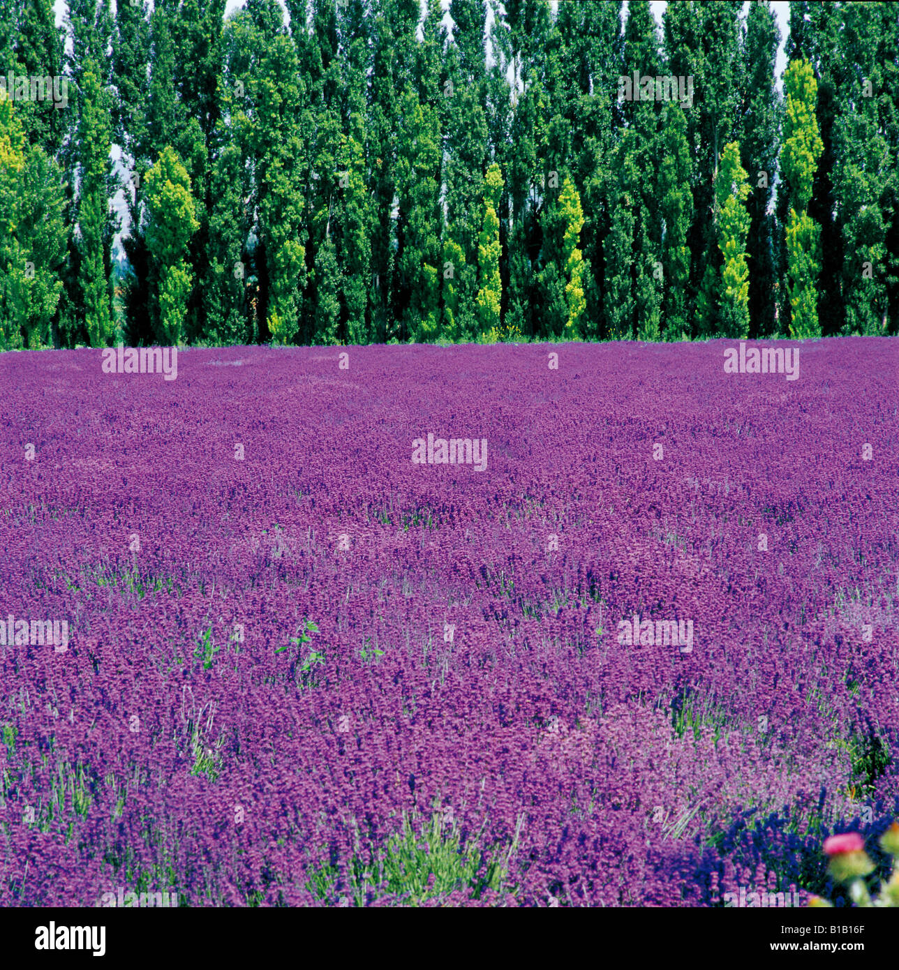 scenic of Bayinbuluke,Xinjiang,China Stock Photo - Alamy