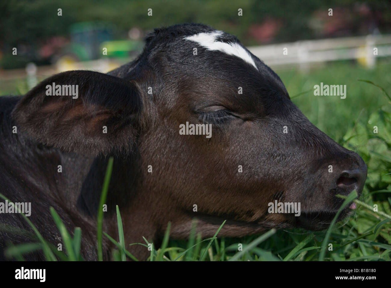 Sleeping cow on grass hi-res stock photography and images - Alamy