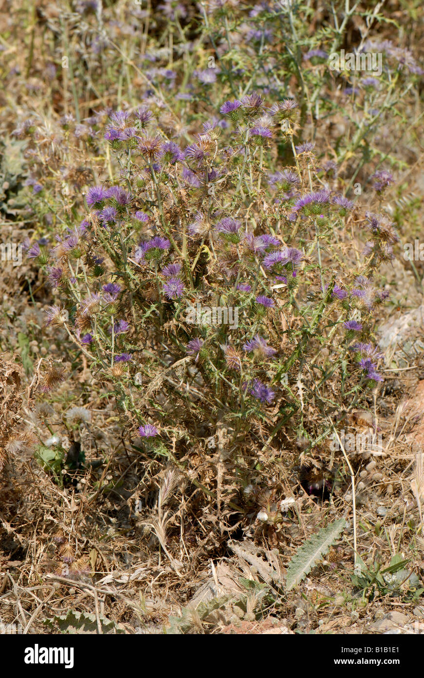 Galactites tomentosa a flowering ans seeding thistle on wasteground ...