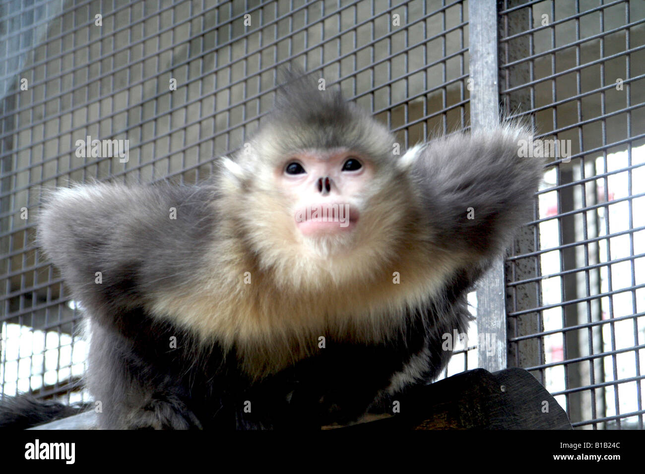 monkey in Beijing Zoo,Beijing,China Stock Photo - Alamy