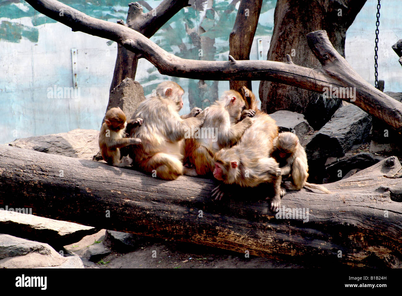 monkey in Beijing Zoo,Beijing,China Stock Photo - Alamy