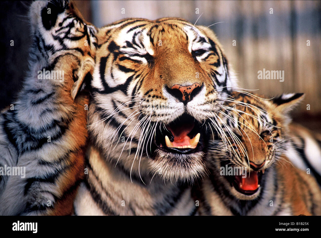 Tiger family hi-res stock photography and images - Alamy