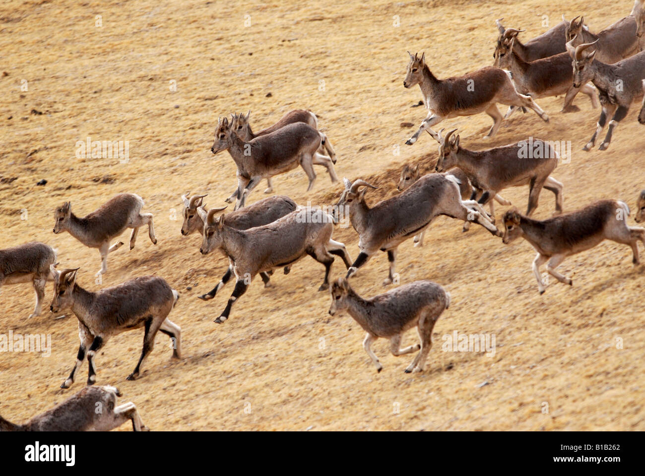 Tibetan goat hi-res stock photography and images - Alamy